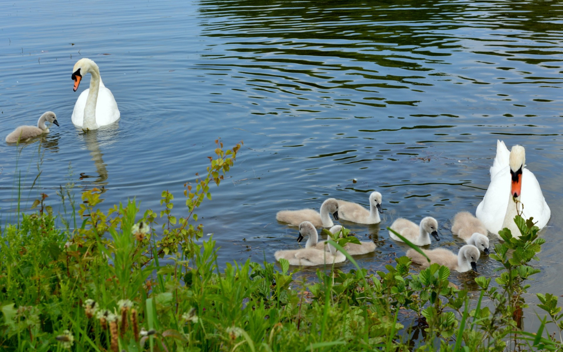 Download Animal Mute Swan HD Wallpaper