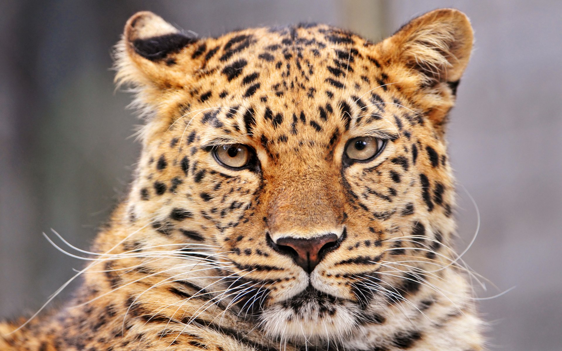 Majestic Leopard Close-Up HD Wallpaper | 2560x1600 | Wallpaper Abyss