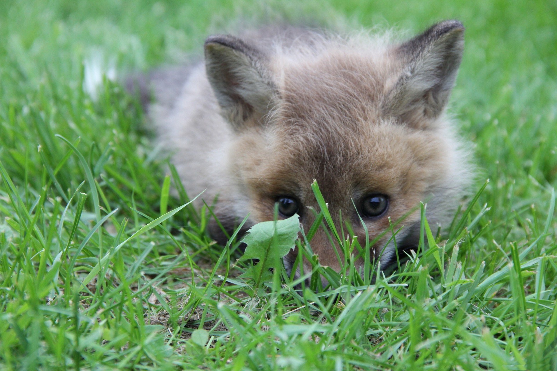 Adorable Fox Cub in Grass - HD Wallpaper