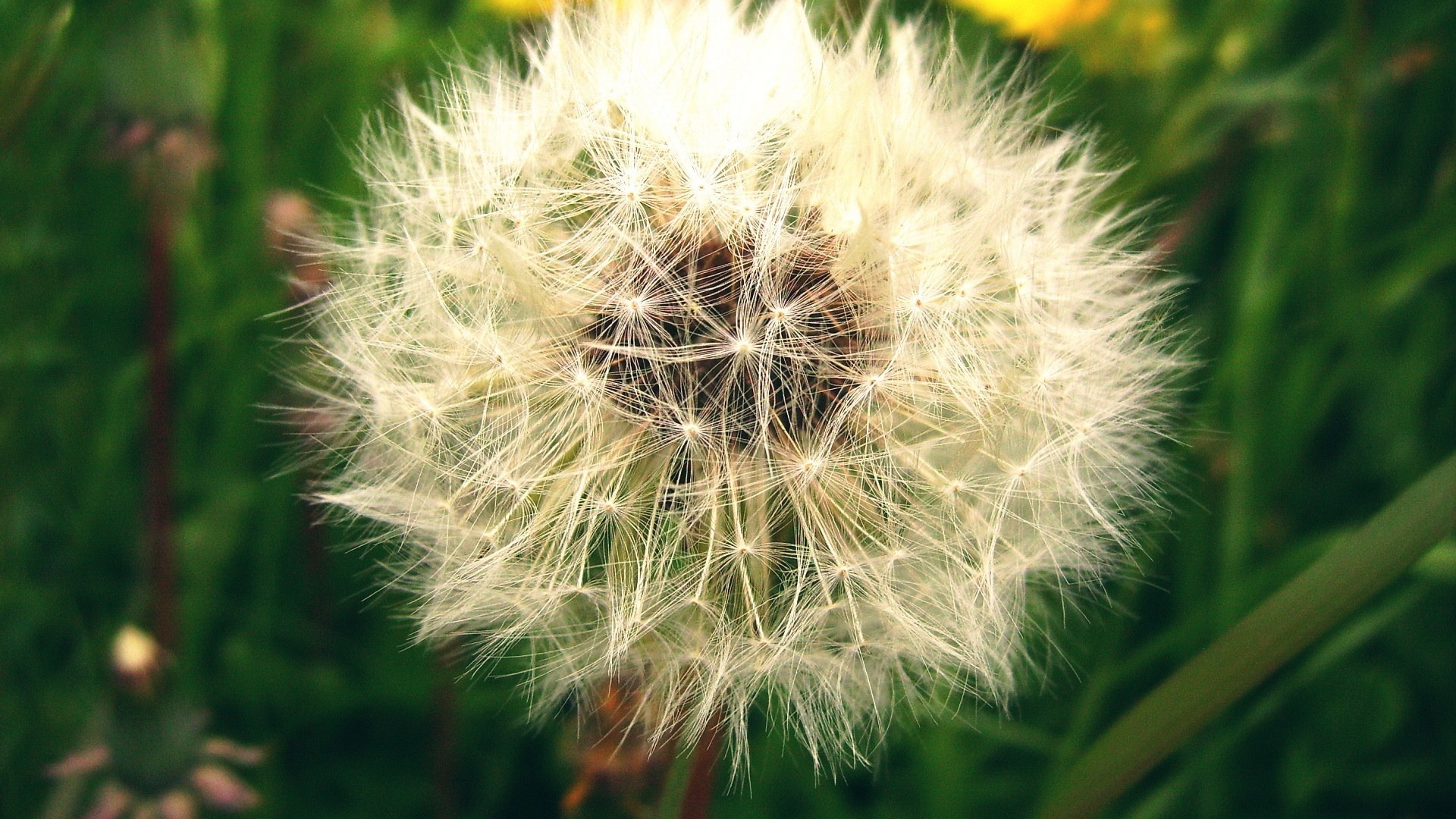 Dandelion Field Widescreen Wallpaper Large Format Desktop Wallpaper