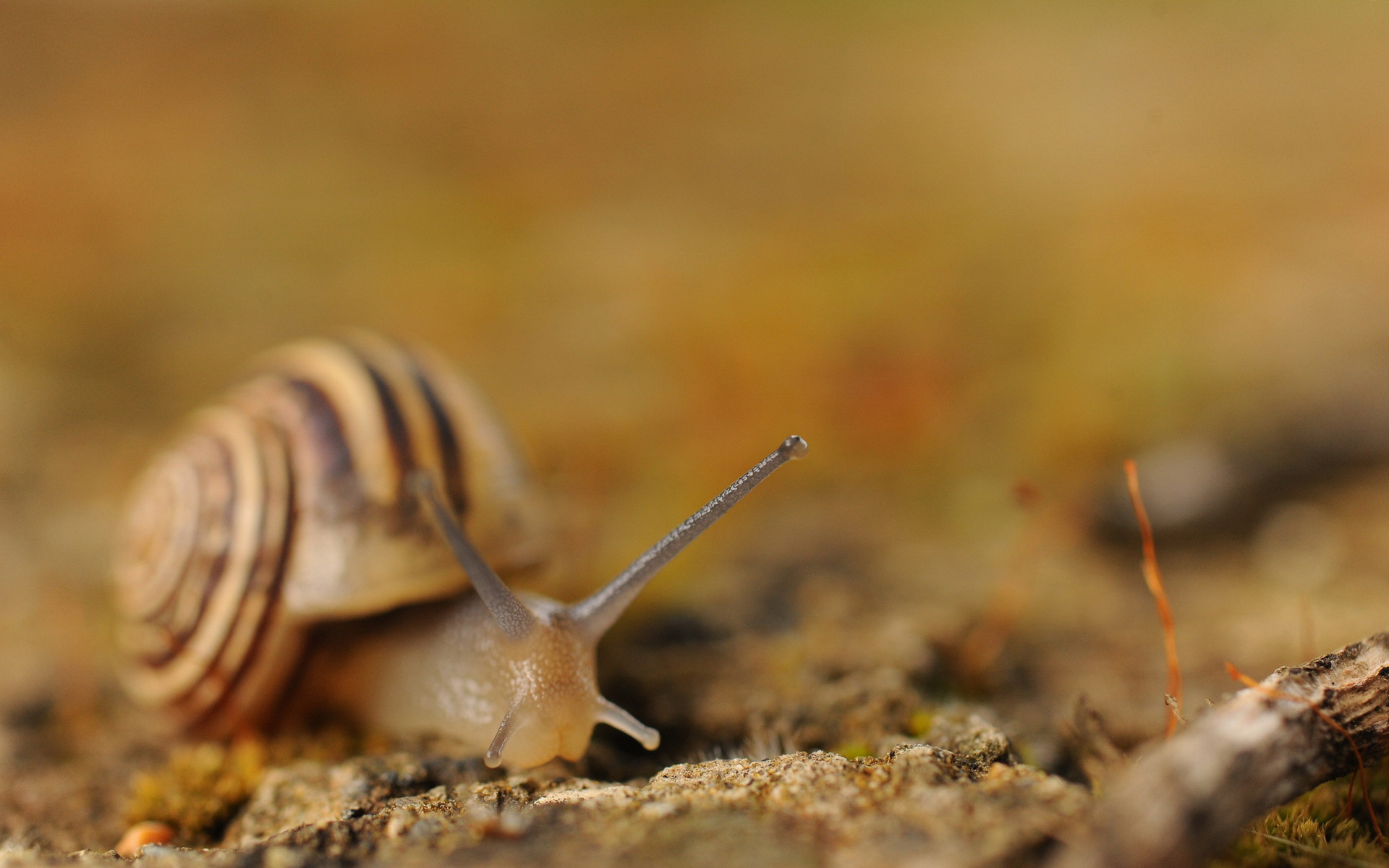 Download Animal Snail HD Wallpaper