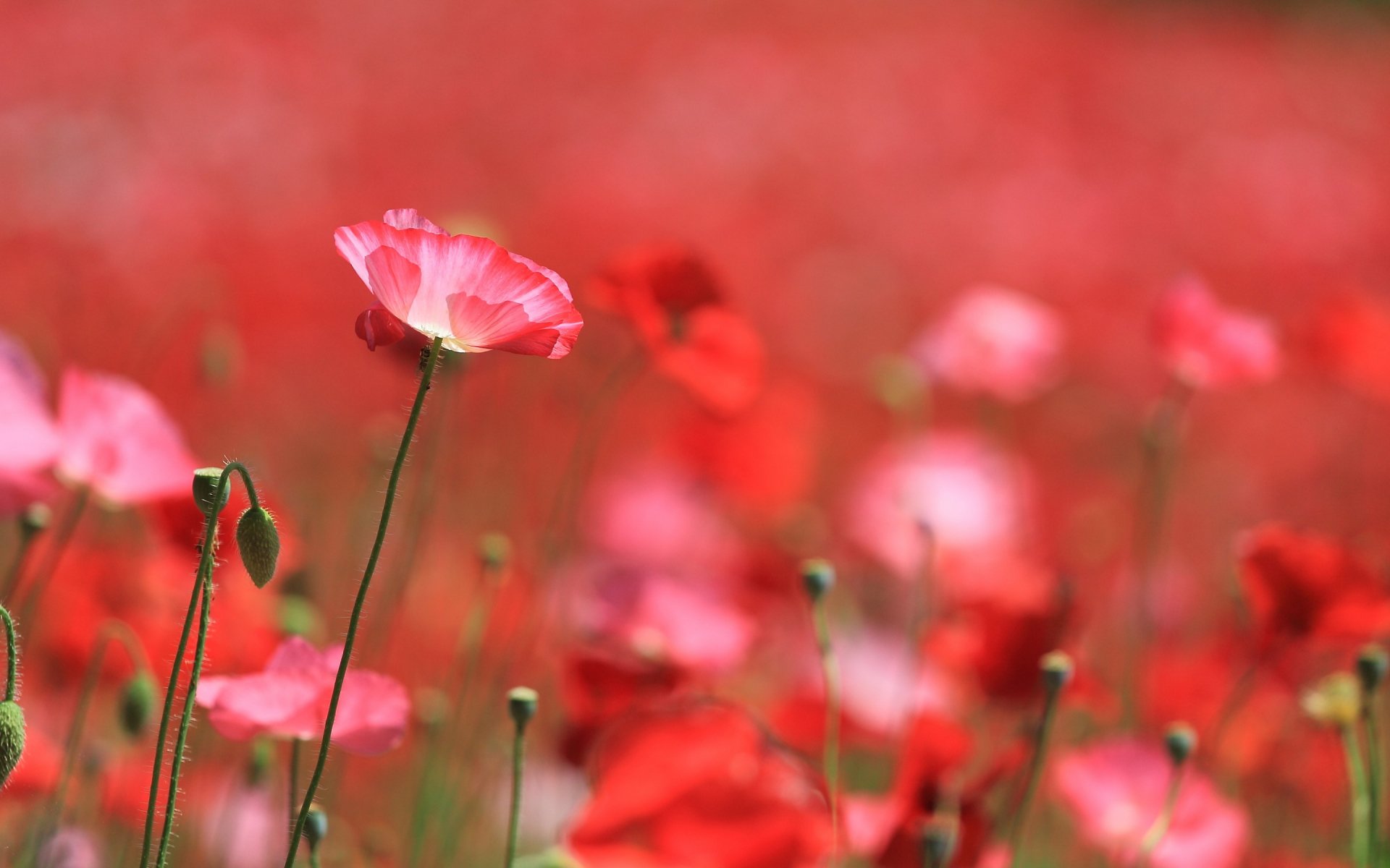 Vibrant Poppy Bliss: Stunning HD Nature Wallpaper