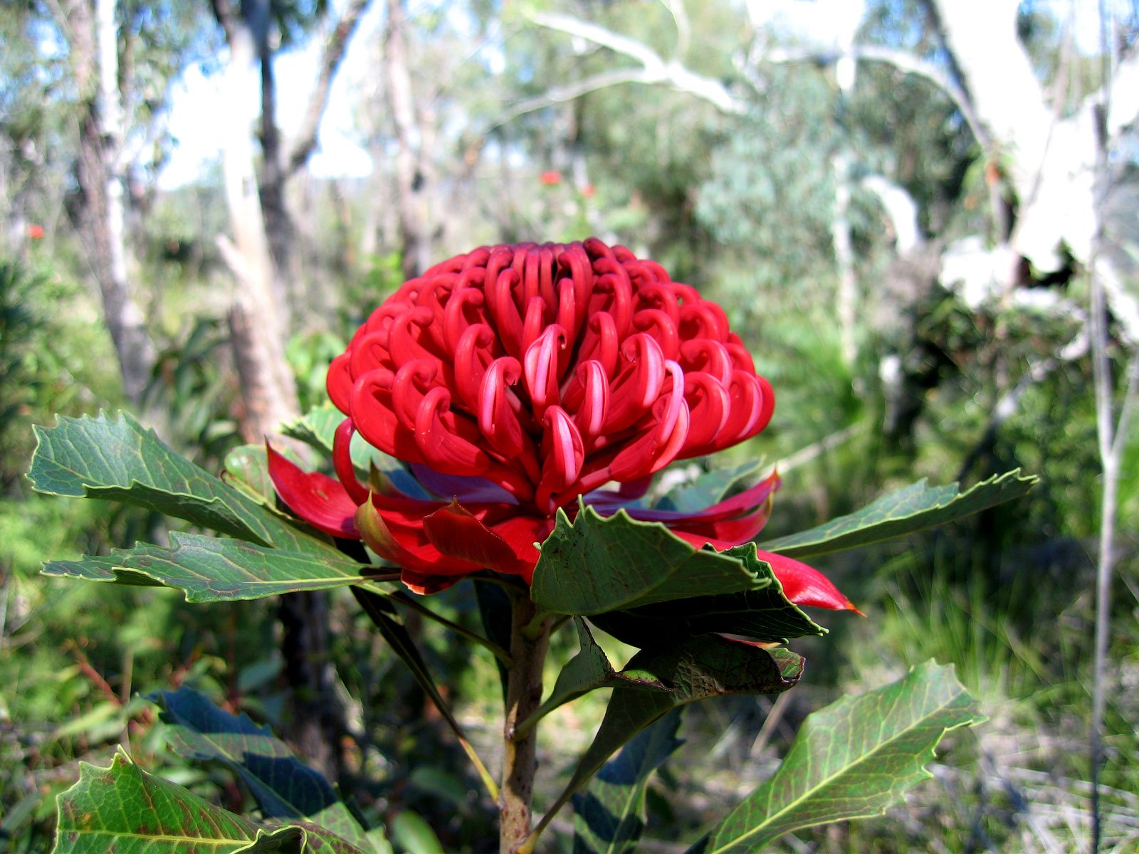 waratah