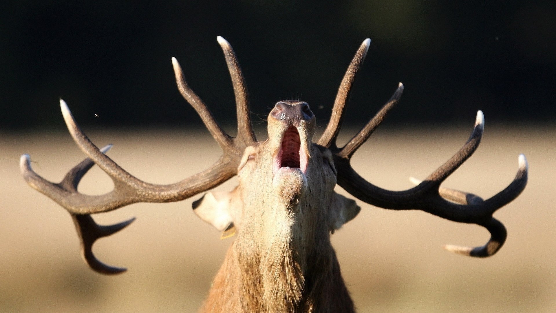 Download Animal Deer HD Wallpaper