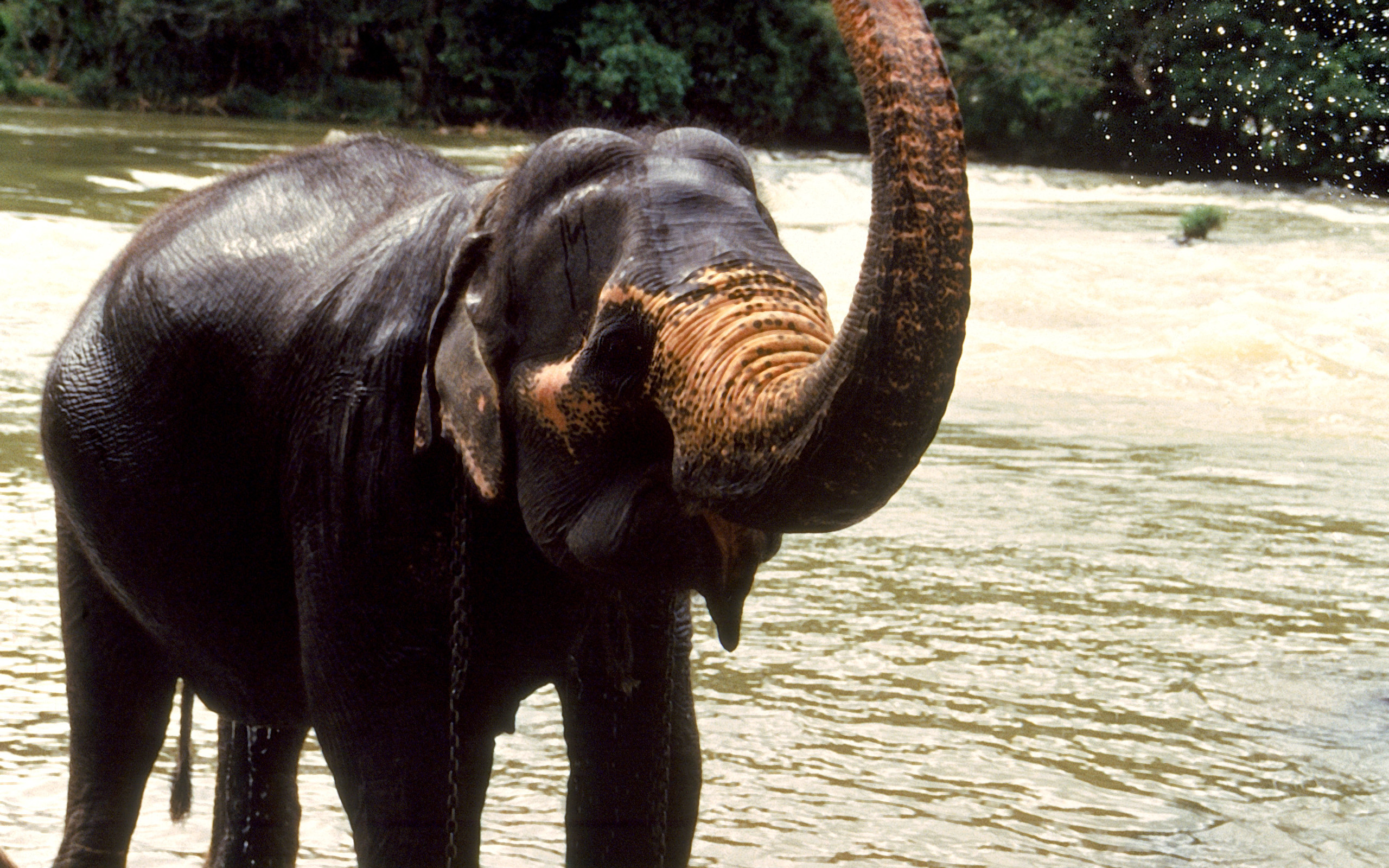 Asian Elephant HD Wallpaper