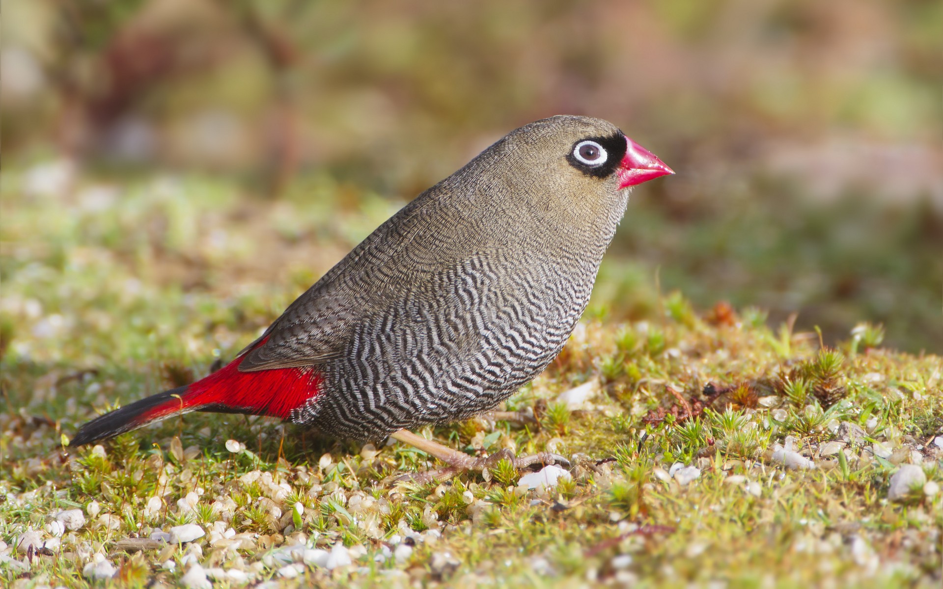 Beautiful Firetail (Stagonopleura bella)