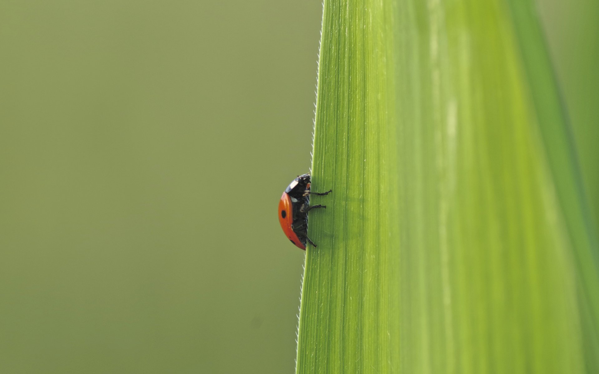 Ladybug HD Wallpaper