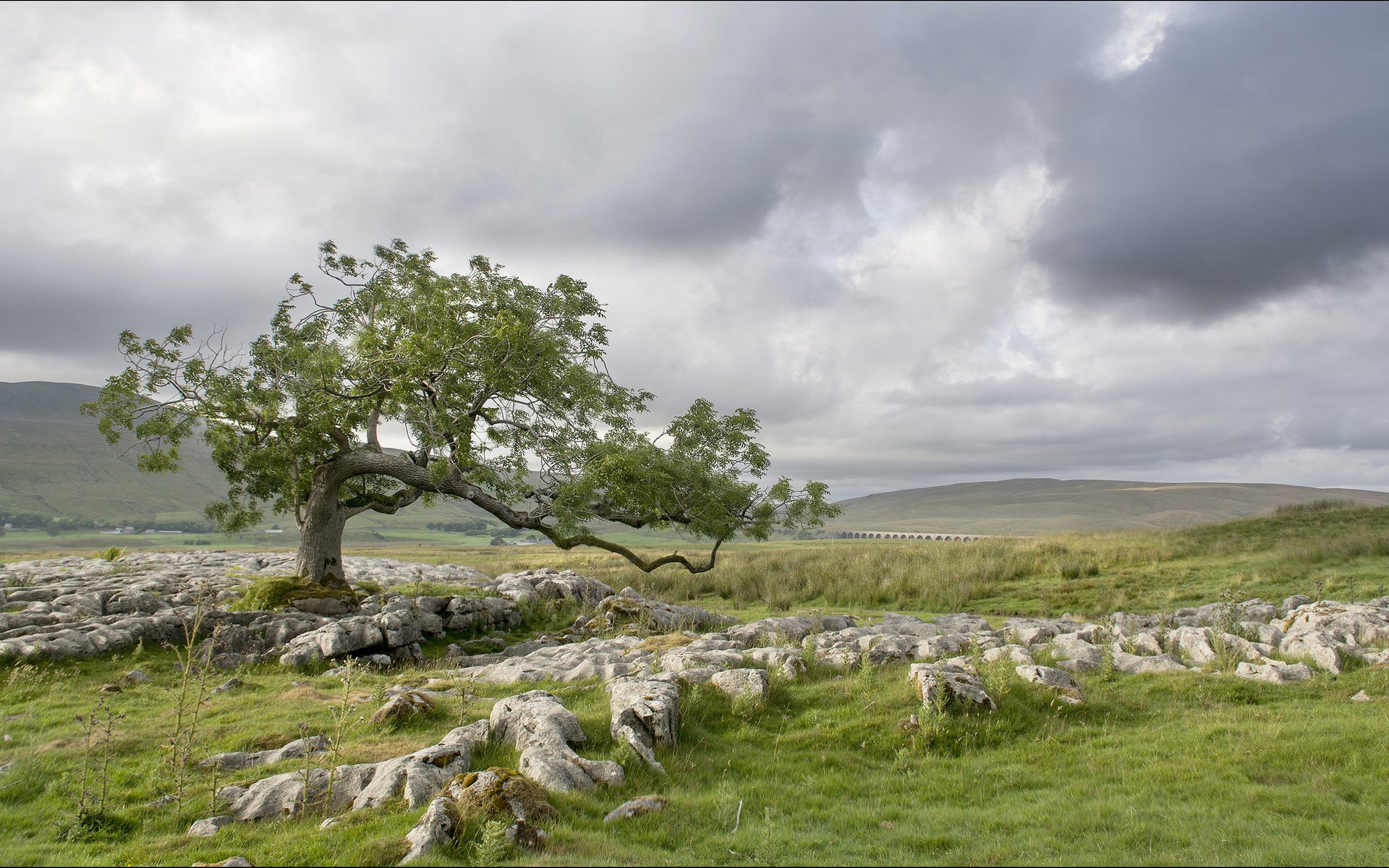 Nature Tree HD Wallpaper