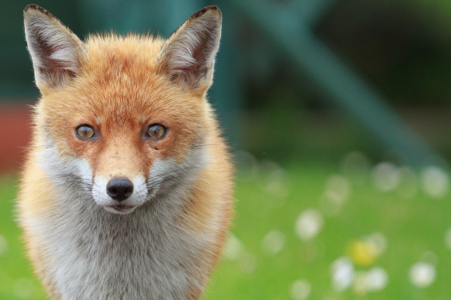 Captivating Fox: A Stunning HD Wallpaper for Animal Lovers