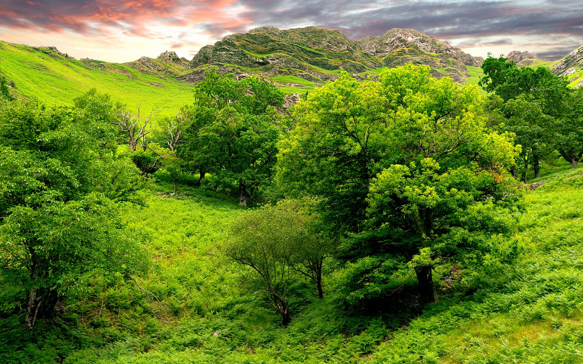 Tree HD Wallpaper