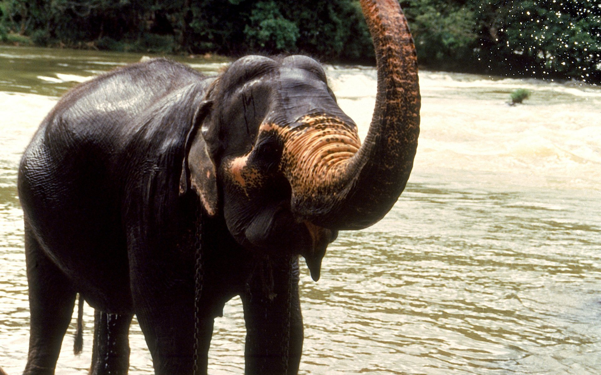 Majestic Asian Elephant in HD: Nature's Gentle Giant in Stunning Detail
