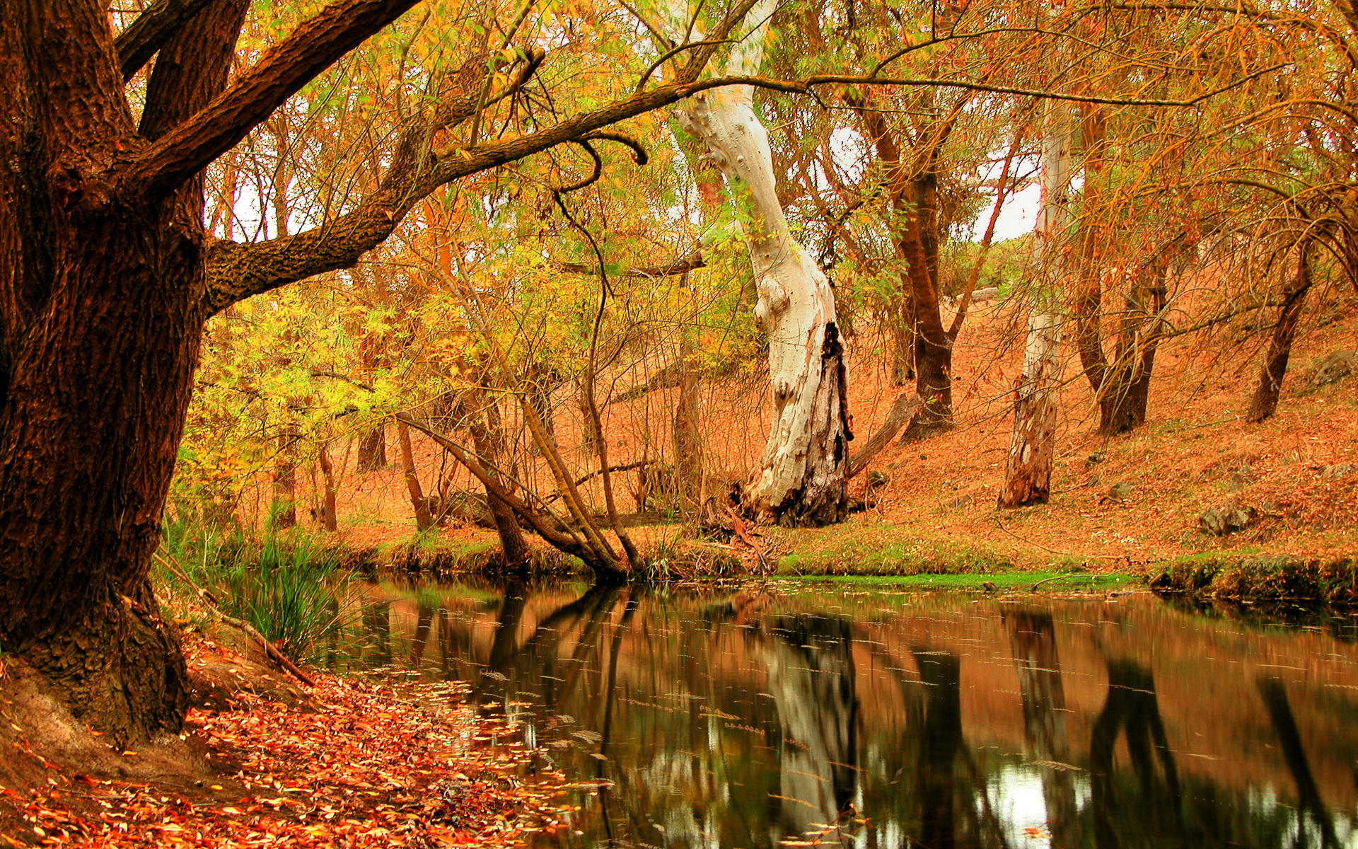 Serene Fall Reflections: A Nature HD Wallpaper