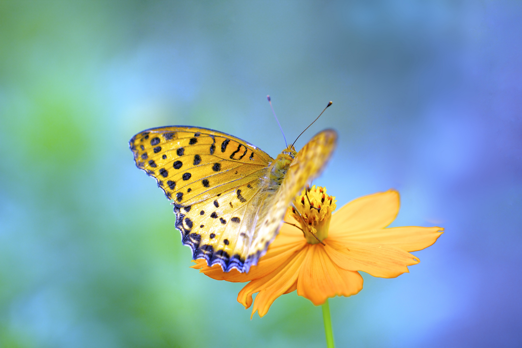 Download Animal Butterfly HD Wallpaper