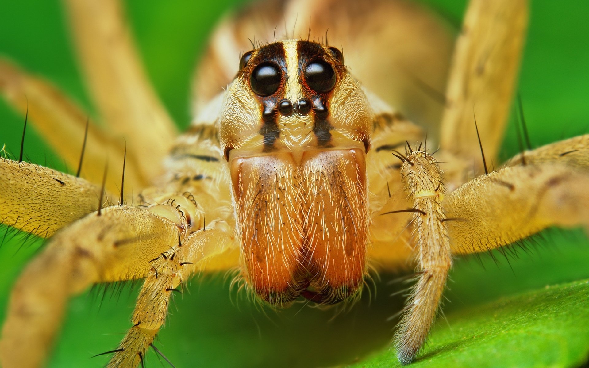 Download Animal Spider HD Wallpaper
