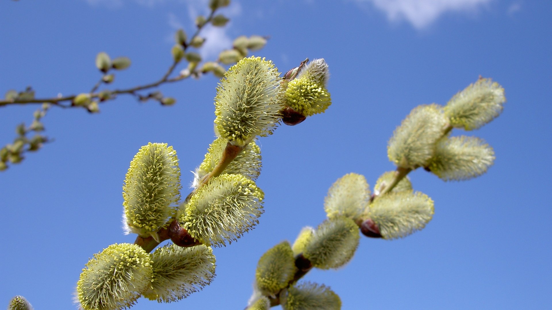 Nature Branch HD Wallpaper