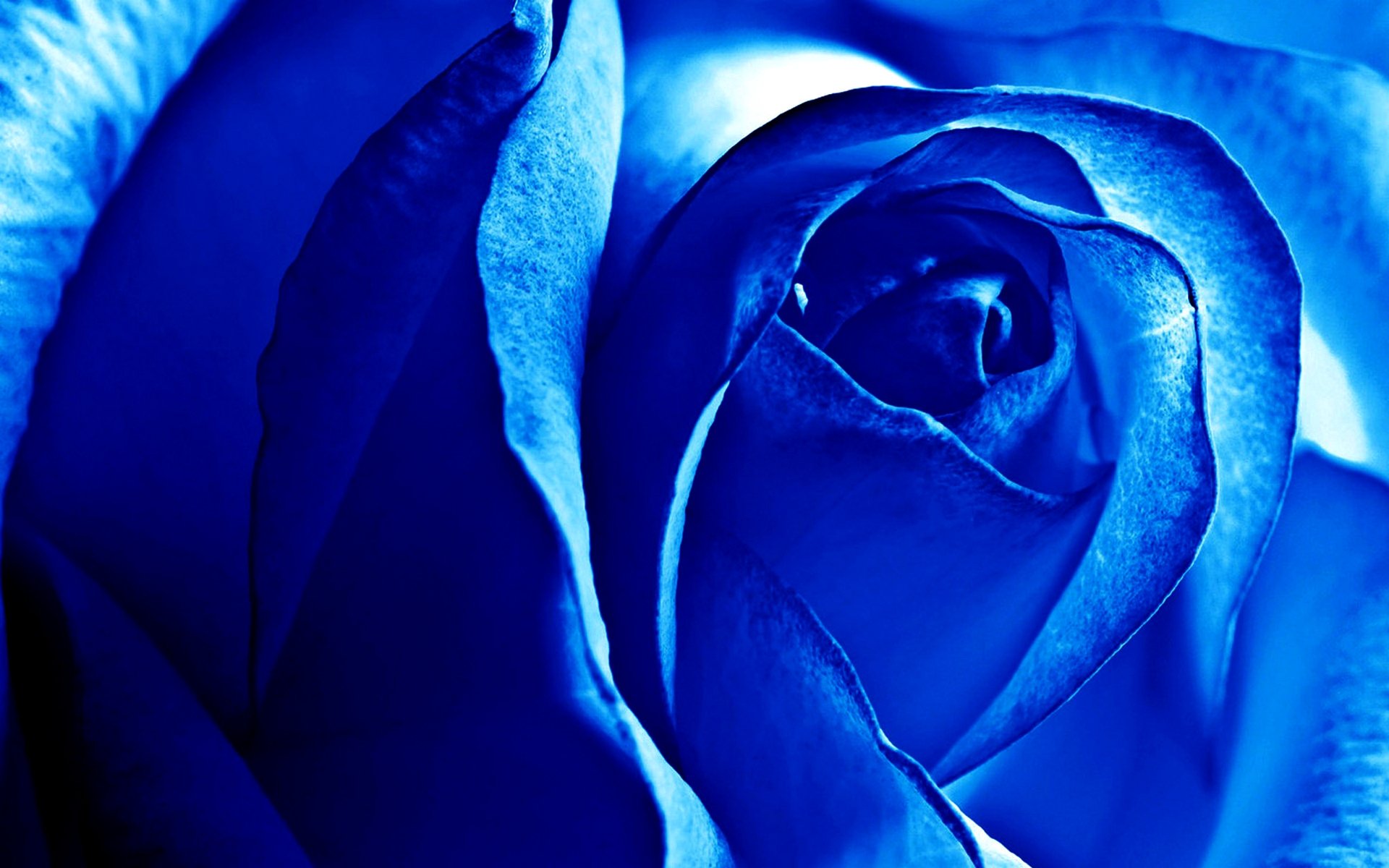 Azure Rose — HD Nature Wallpaper | Velvet Blue Rose | Blue Bloom HD ...