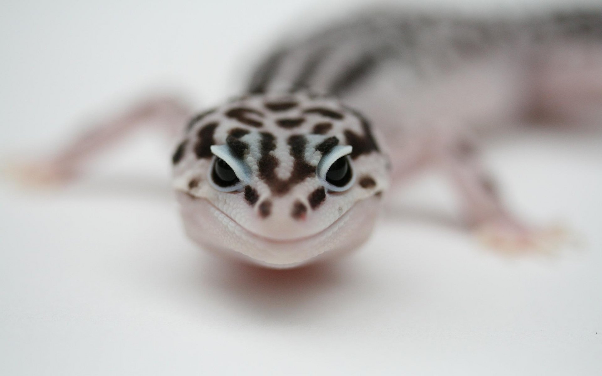 Stunning HD Wallpaper of a Leopard Gecko
