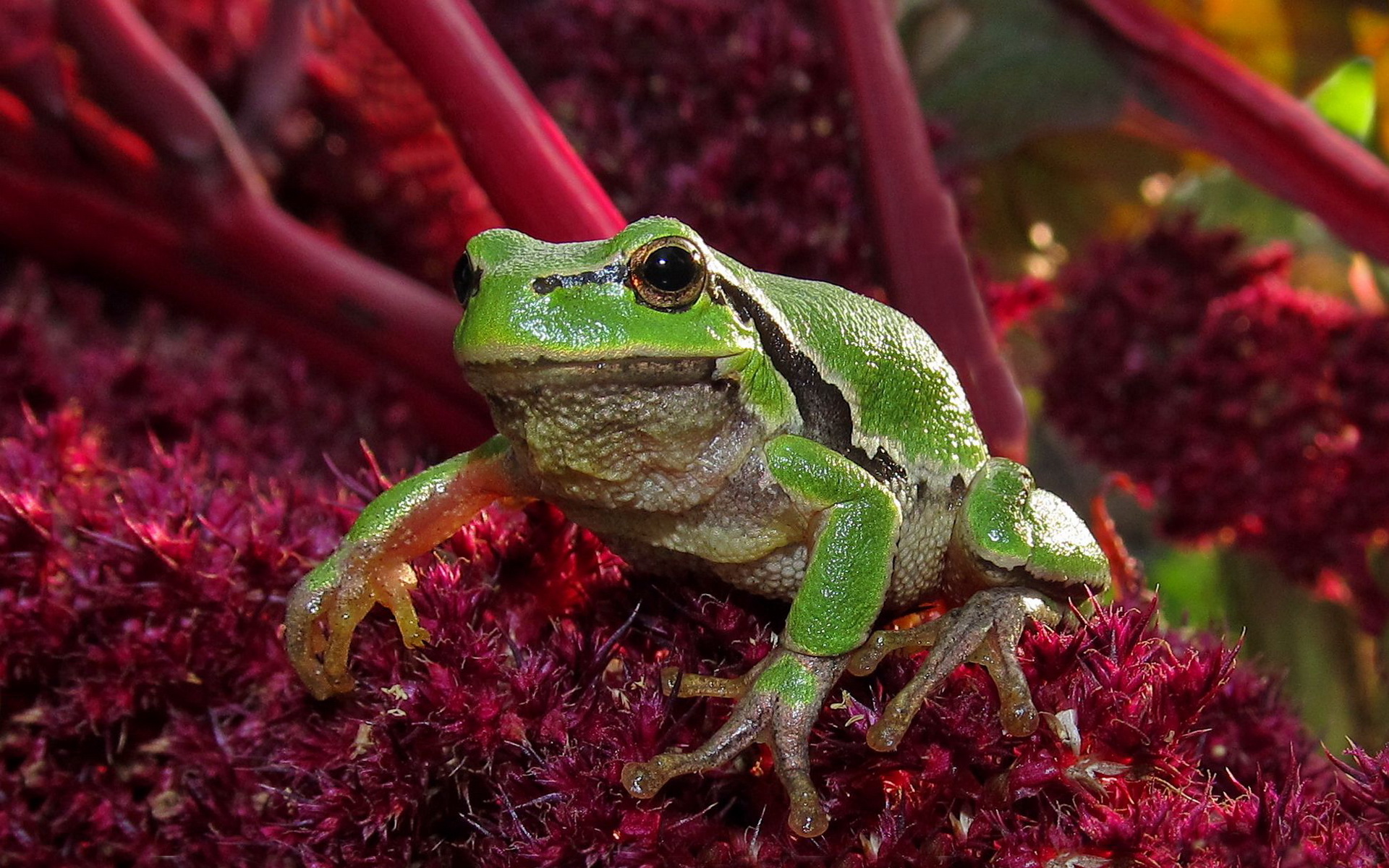 Download Animal Frog HD Wallpaper