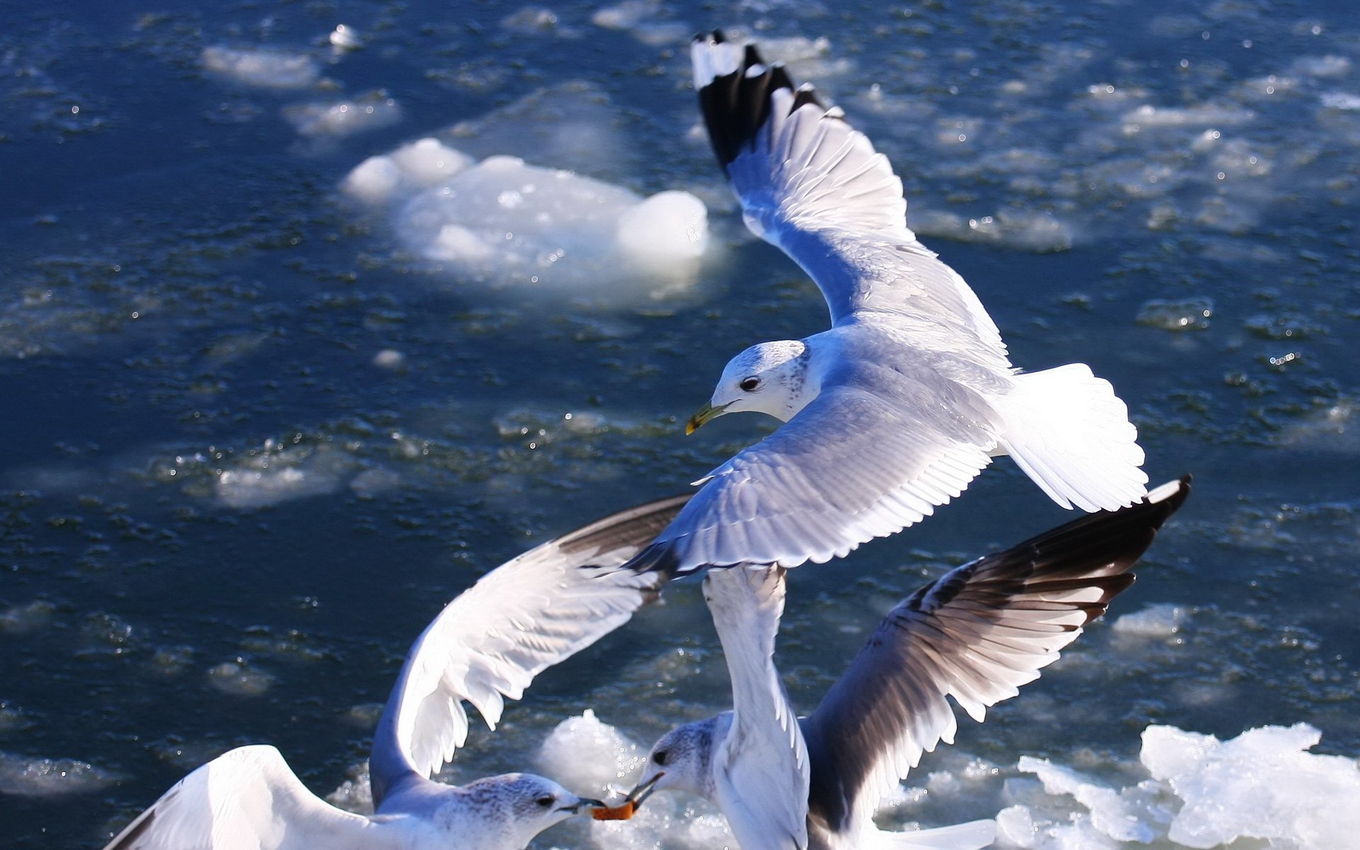 Download Animal Seagull HD Wallpaper