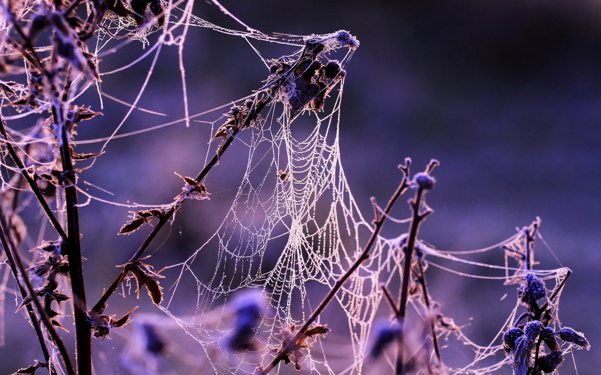 Download Photography Spider Web HD Wallpaper