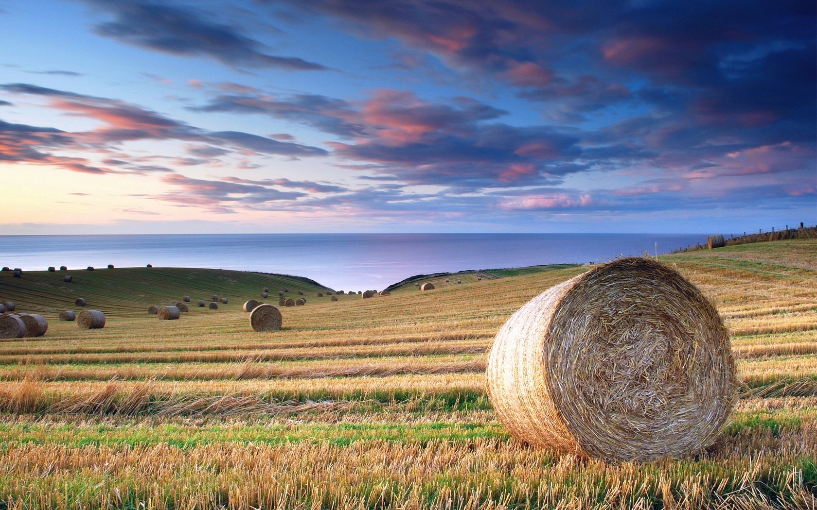 Download Nature Field Wallpaper | 1680x1050 | Wallpaper Abyss