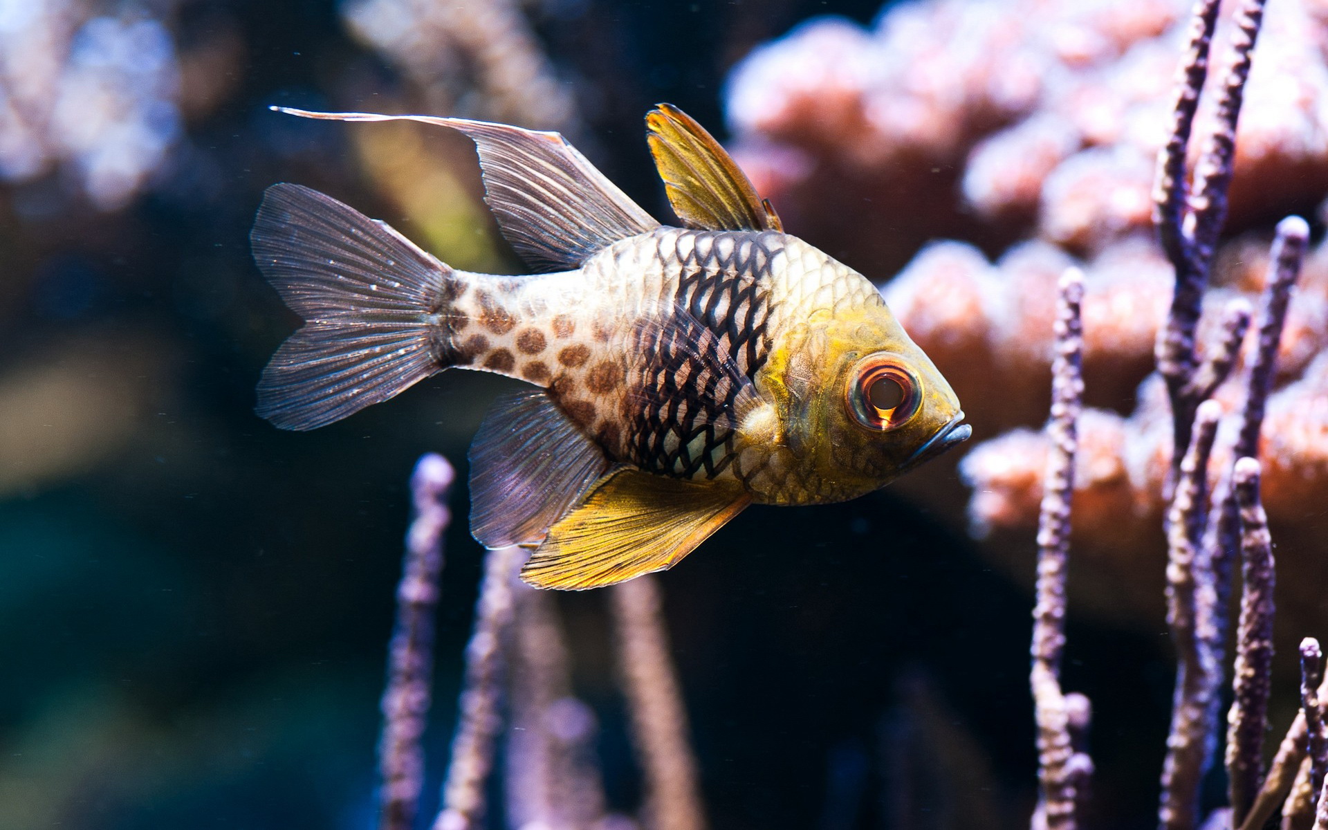 Download Animal Fish HD Wallpaper