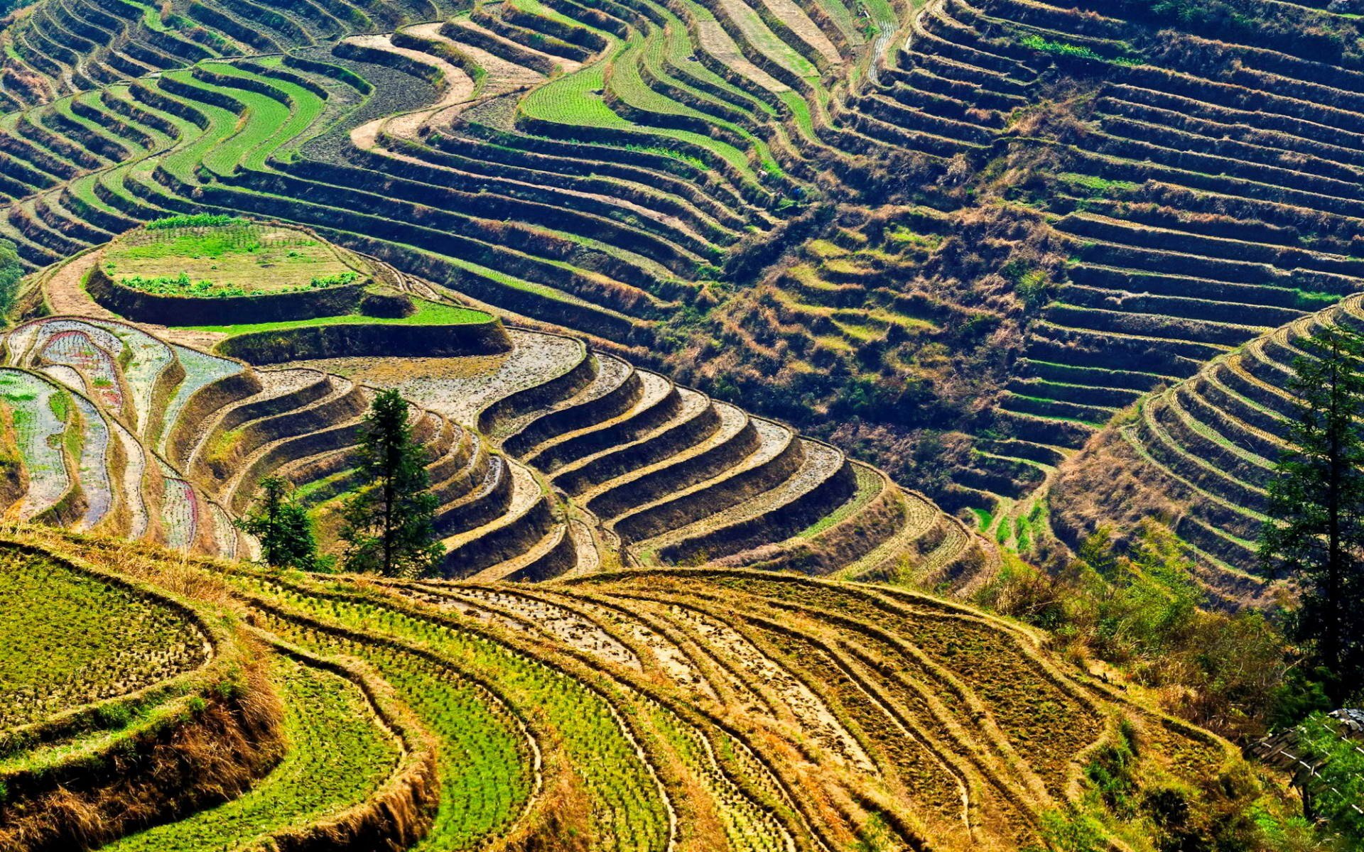 Stunning HD Rice Terraces: Masterpieces of Man-Made Landscape Art