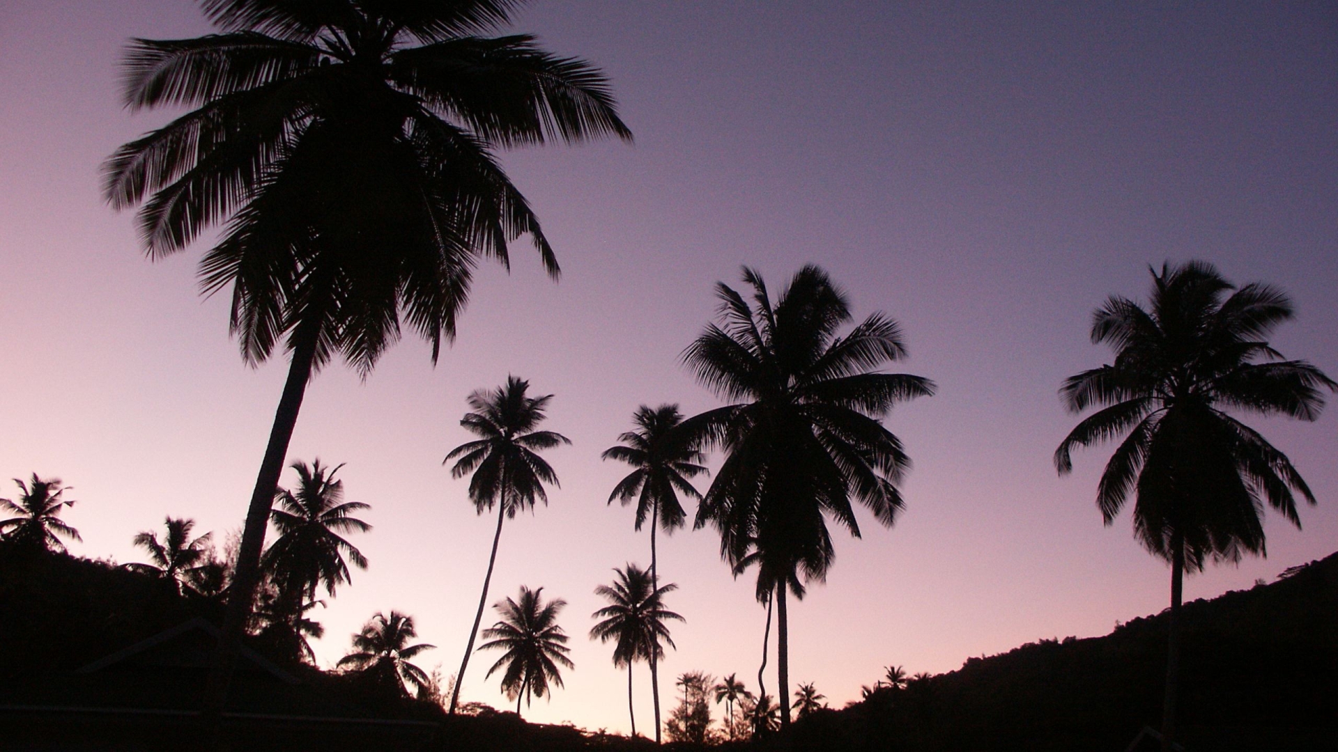 Palm Trees Tumblr Header