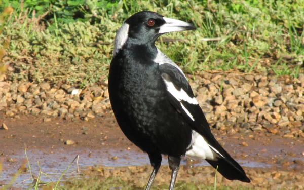 Majestic Magpie: Stunning HD Wallpaper of a Vibrant Bird in Nature