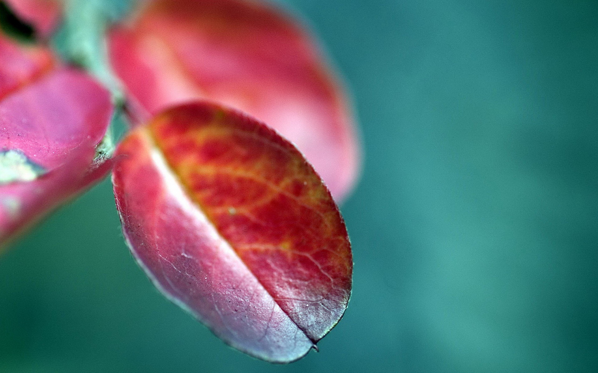 Macro Photography Wallpaper Hd