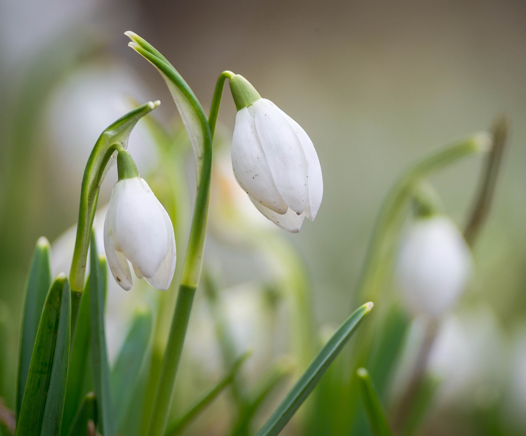 Elegant Snowdrop Blooms: HD Nature’s Floral Grace