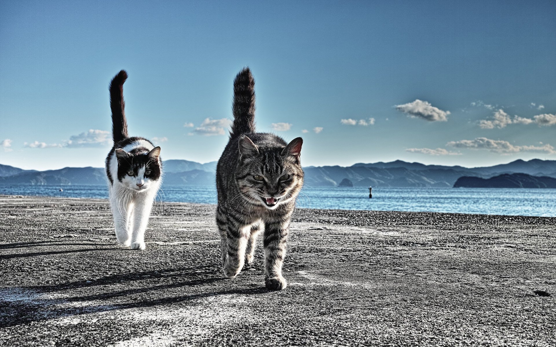Coastal Cat Companions - HD Wallpaper