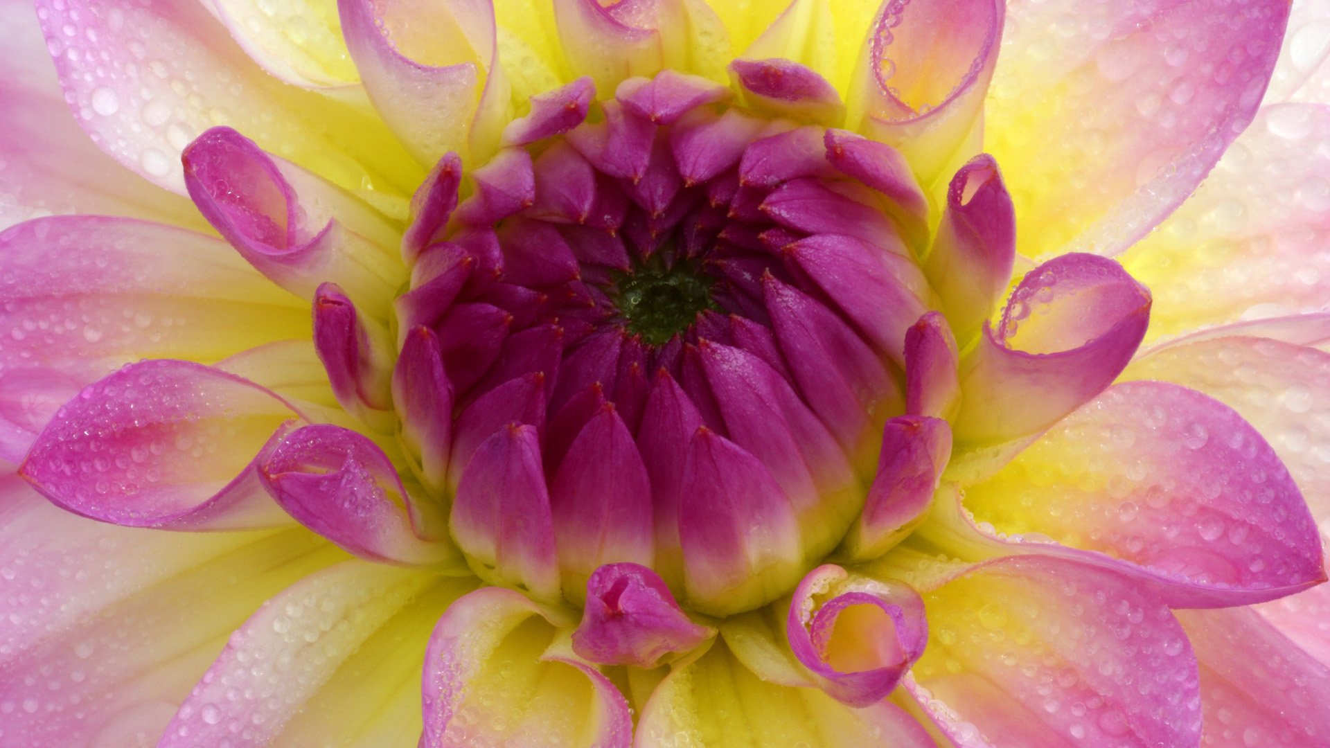 Download Flower Nature Dahlia HD Wallpaper