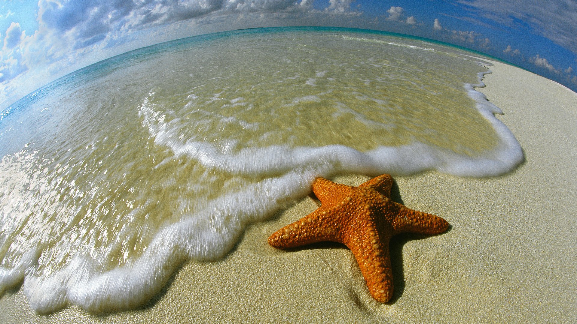 Download Animal Starfish HD Wallpaper