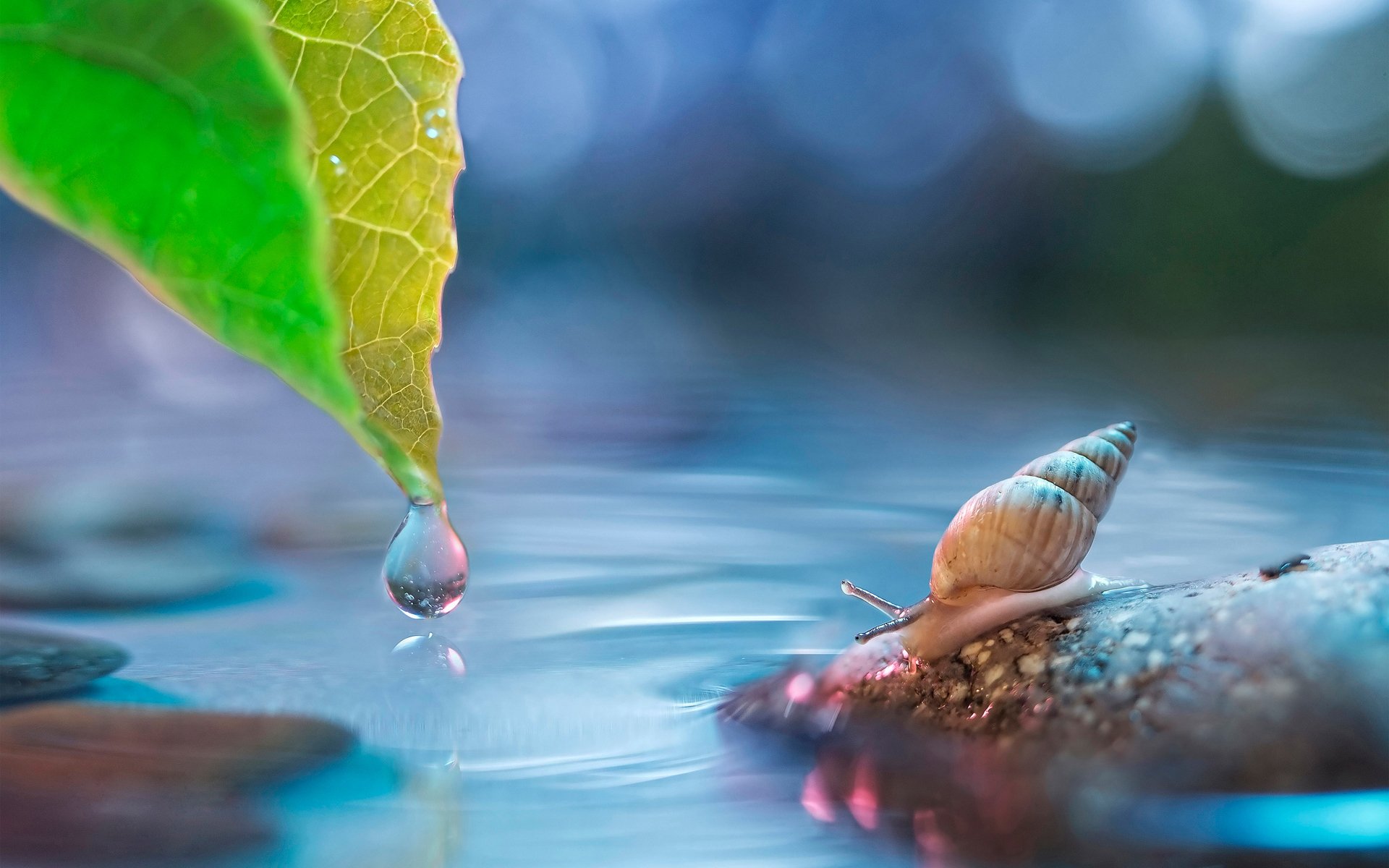Serene Snail Moments: Stunning HD Nature Wallpaper