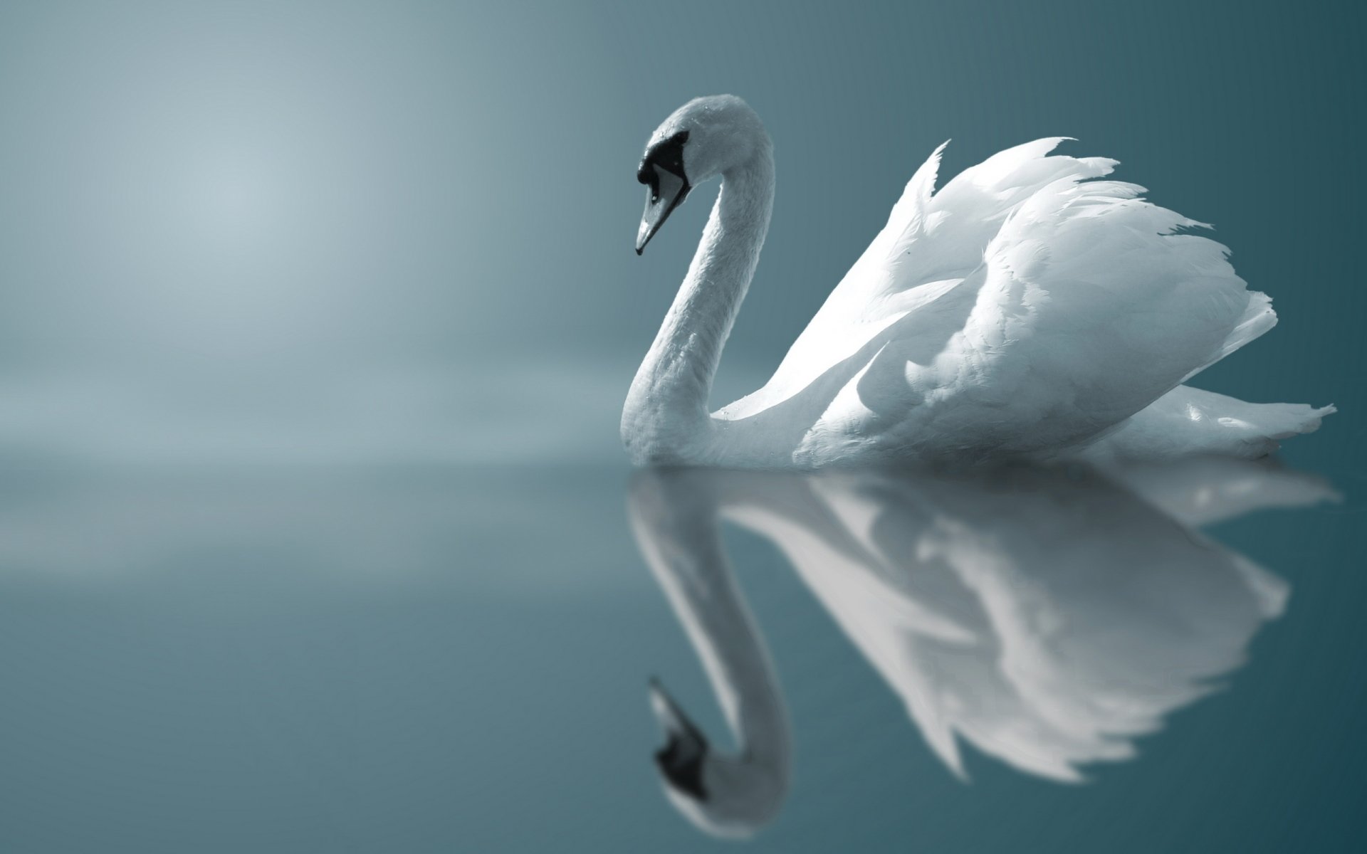 Download Animal Mute Swan HD Wallpaper
