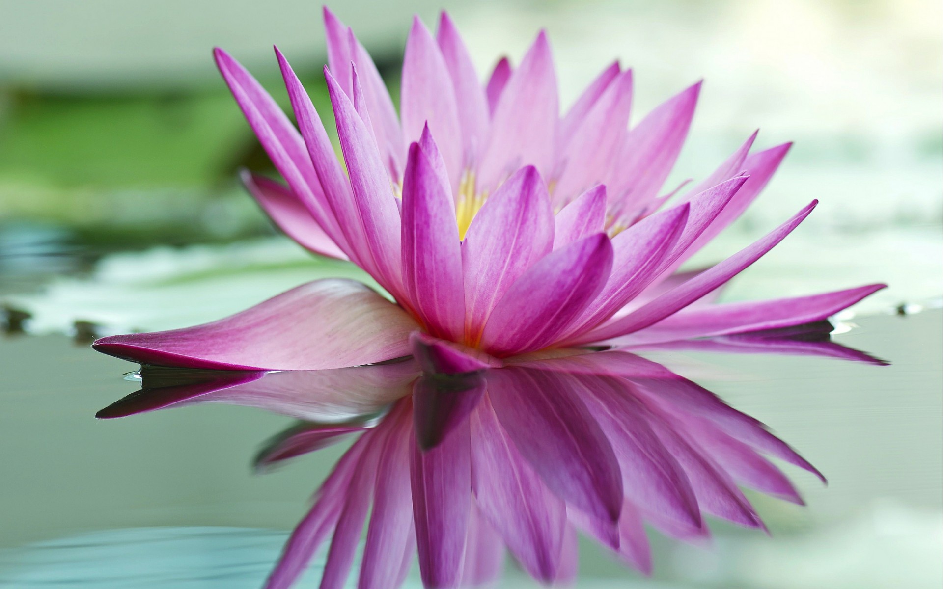 Download Nature Lotus HD Wallpaper