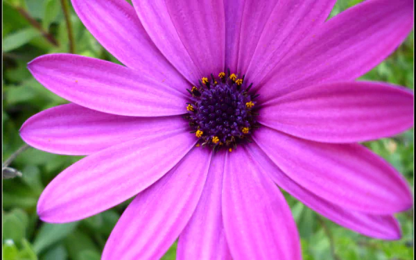 Download Purple Flower Spring Daisy Nature African Daisy HD Wallpaper