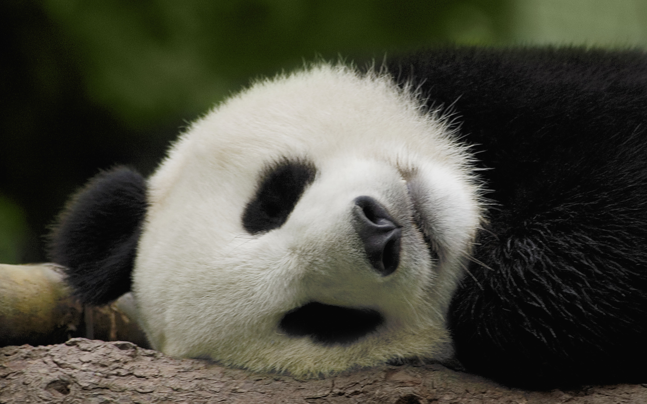 Serene Panda Bliss HD Wallpaper