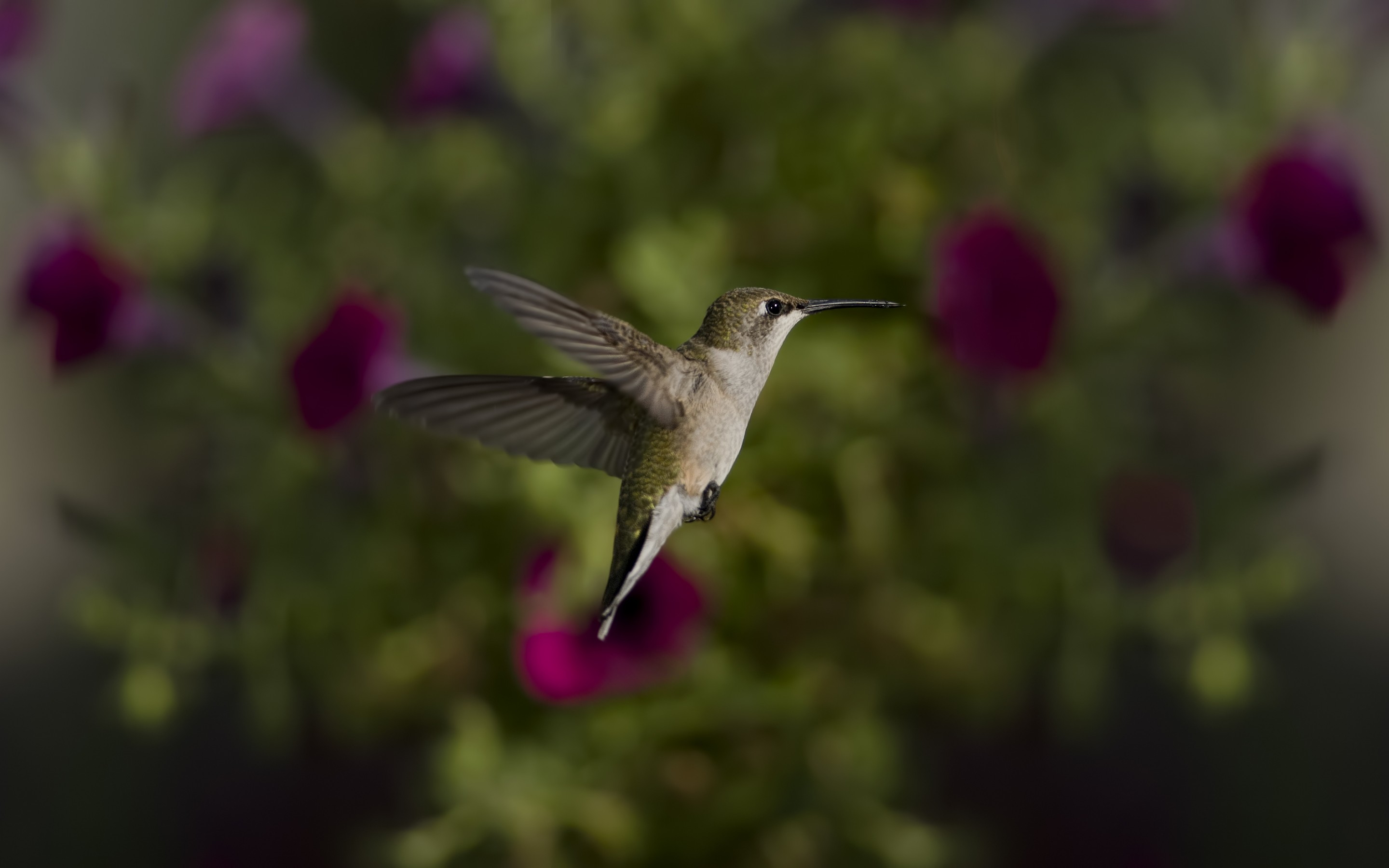 Download Animal Hummingbird HD Wallpaper