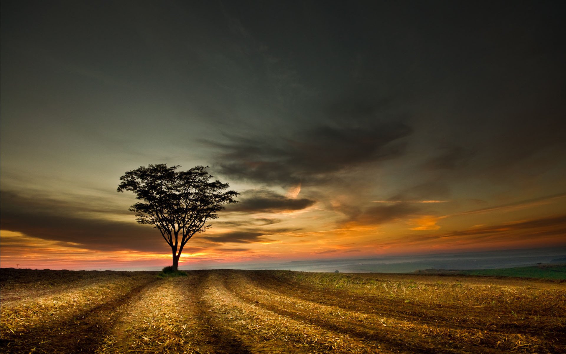 Majestic Tree at Sunset | HD Nature Wallpaper | 1920x1200 | Wallpaper Abyss