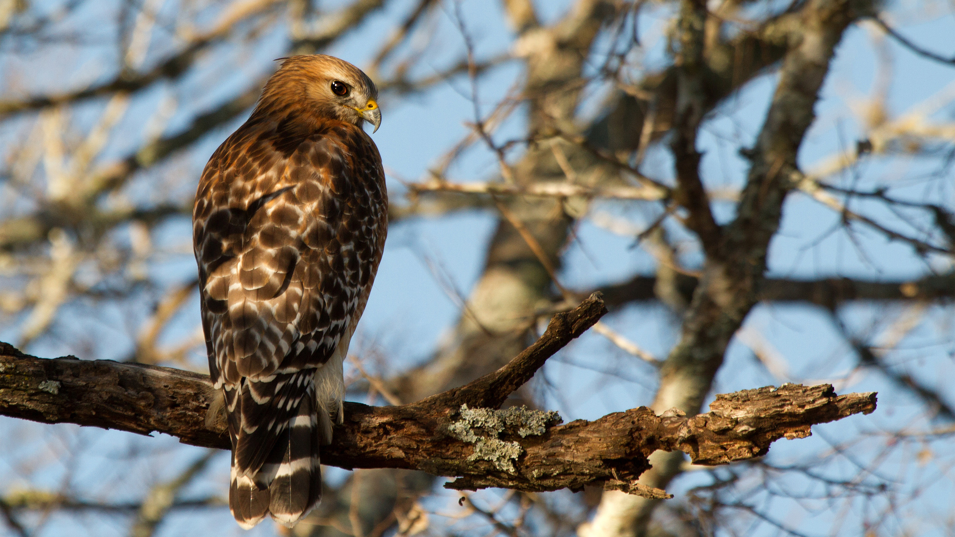 Download Animal Falcon HD Wallpaper
