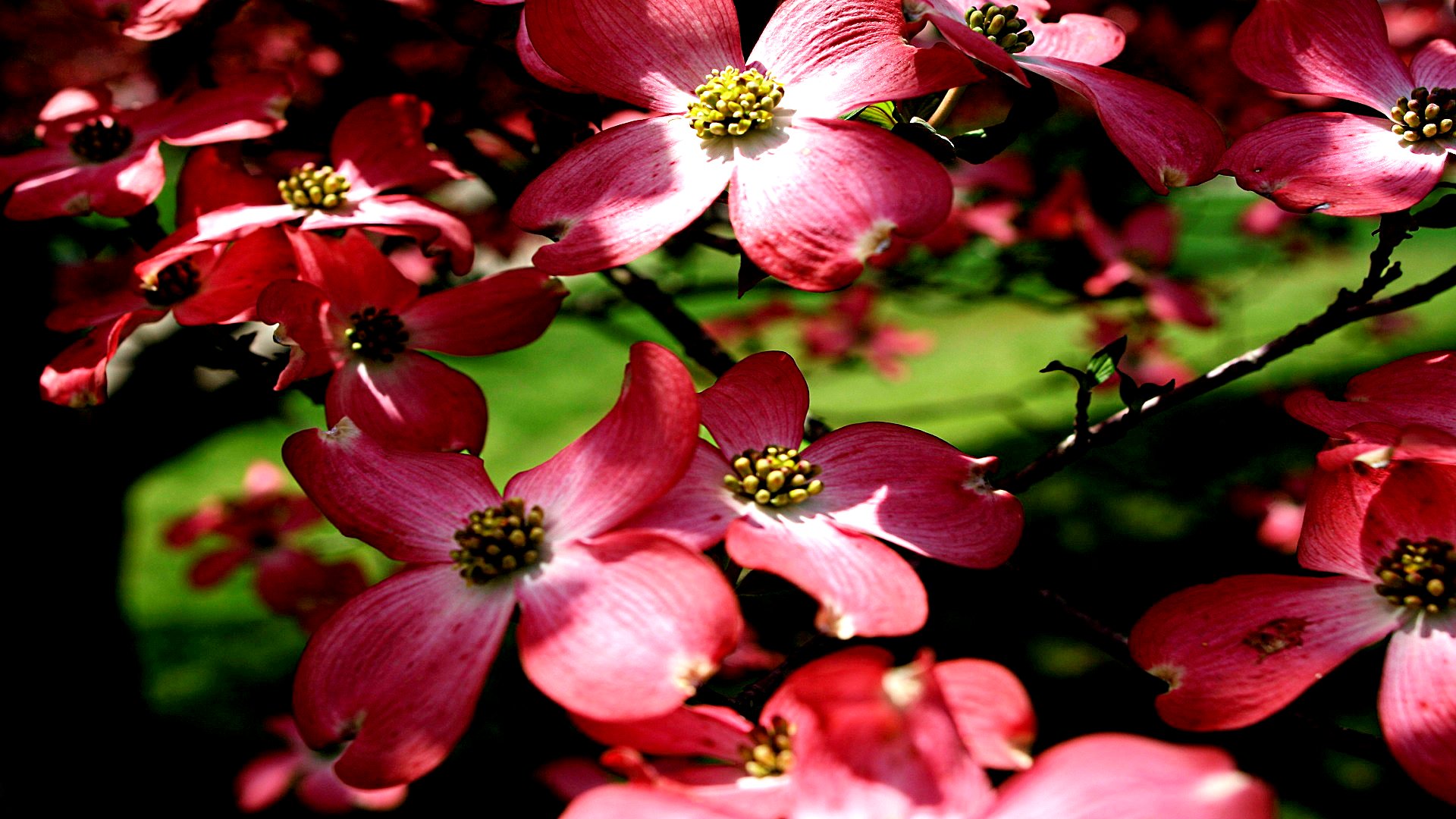 Download Nature Flower HD Wallpaper