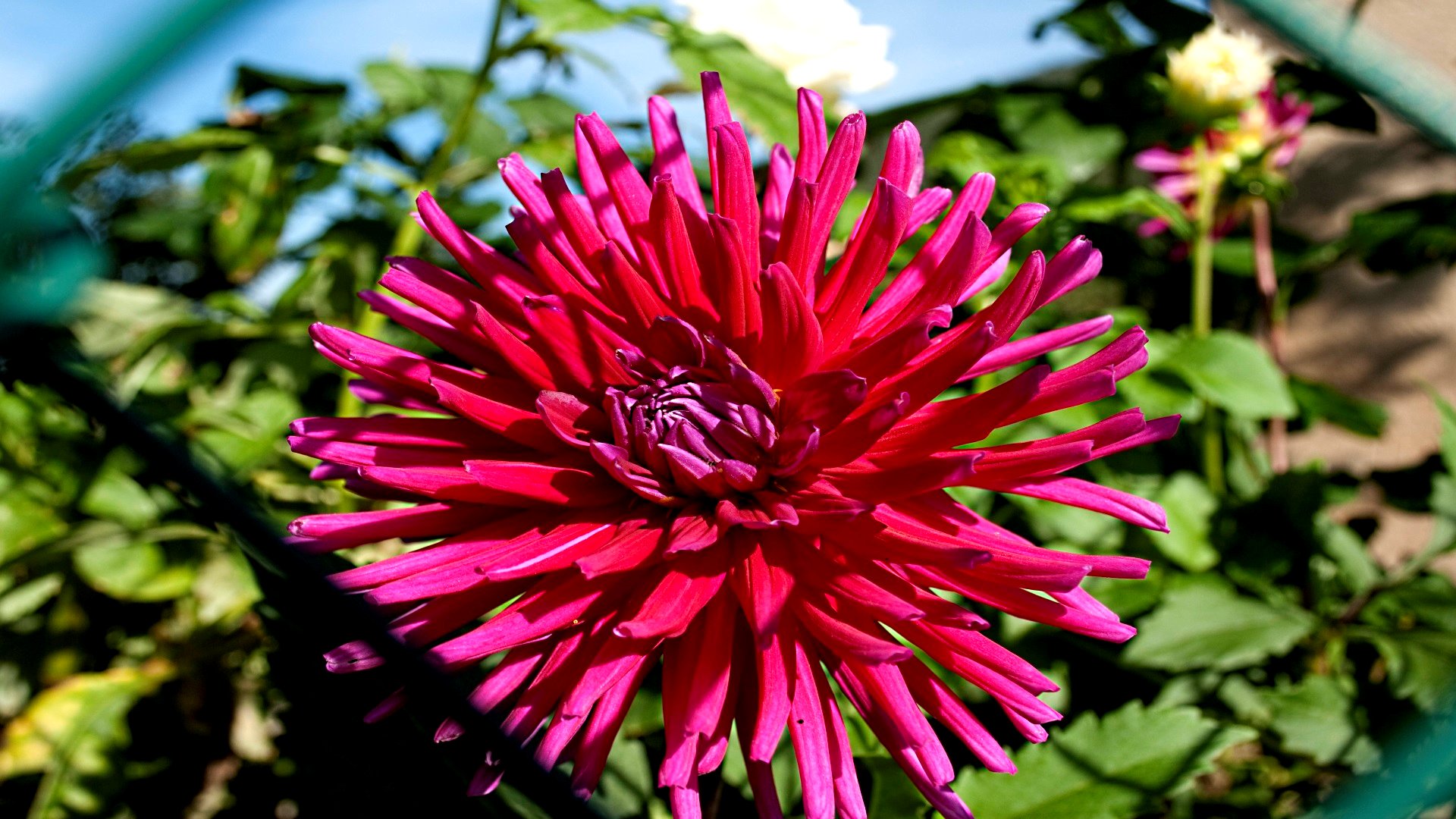 Download Nature Flower HD Wallpaper