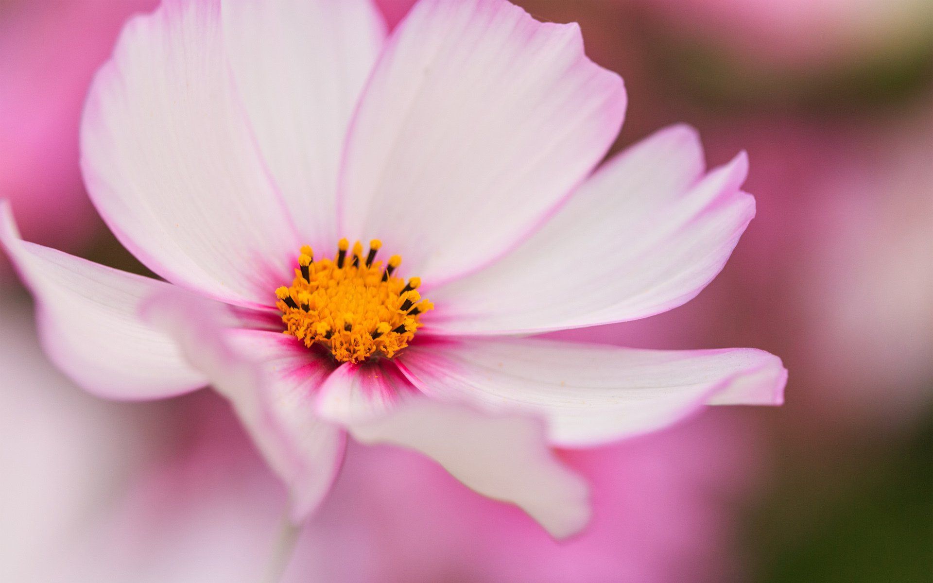 Soft Pink Blossom — HD Nature & Flower Wallpaper | 1920x1200 ...
