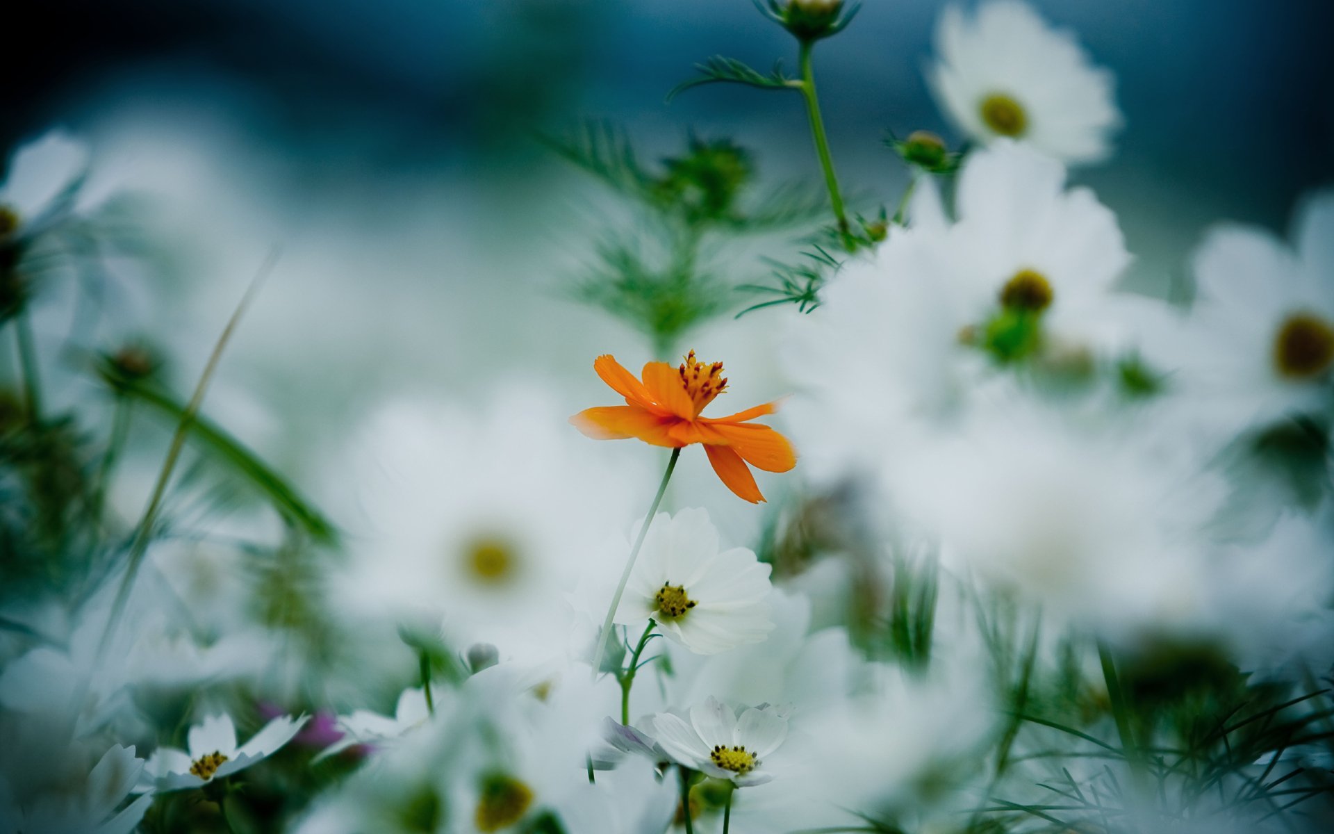Download Nature Flower HD Wallpaper | 2560x1600 | Wallpaper Abyss