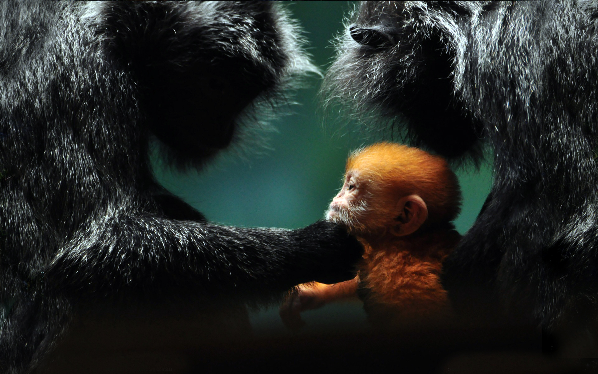 Monkey HD Wallpaper