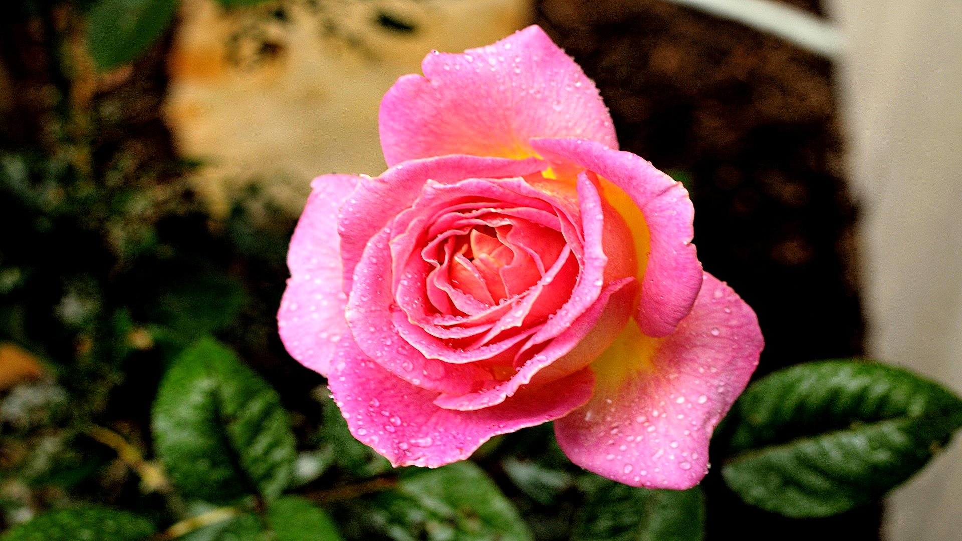 Rose HD Wallpaper