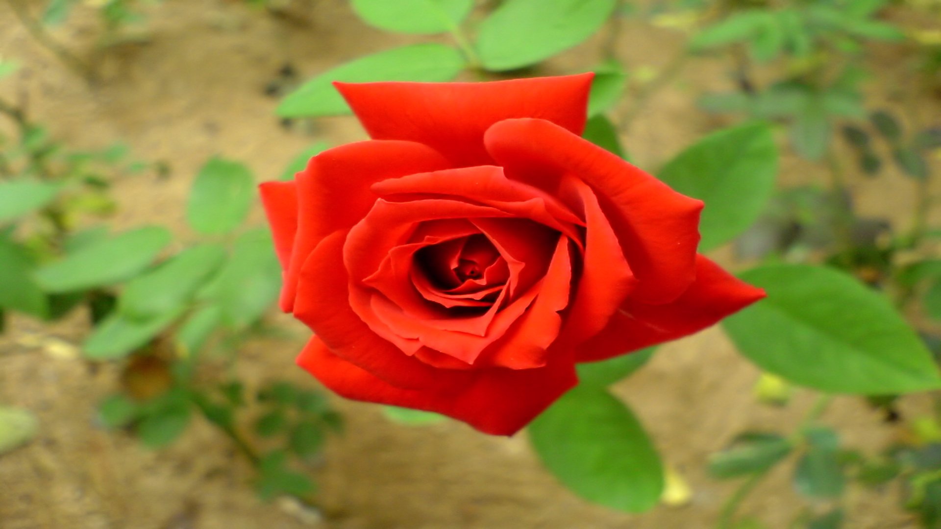 Download Nature Rose HD Wallpaper