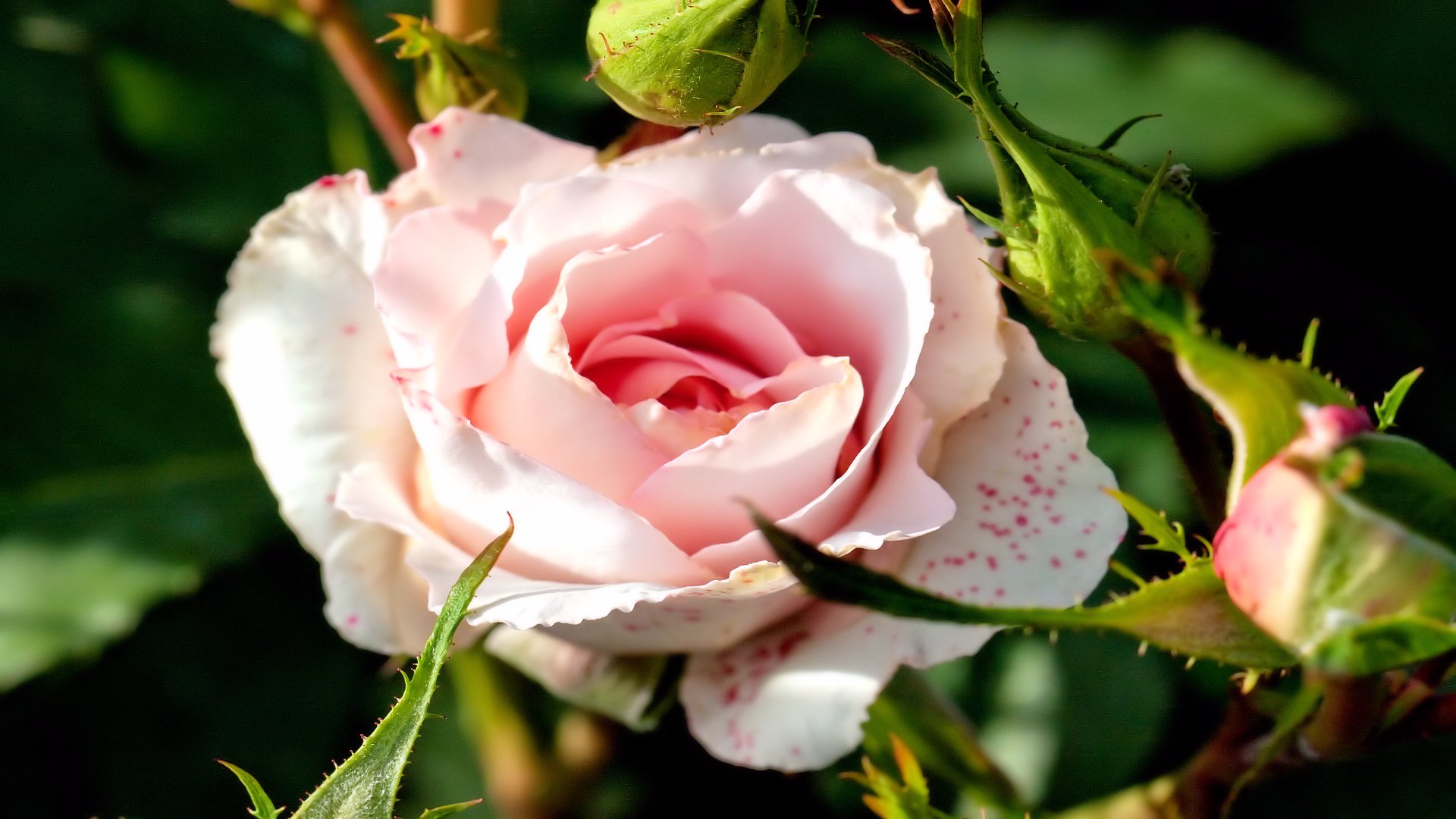 Graceful Rose in Bloom - Stunning HD Nature Wallpaper